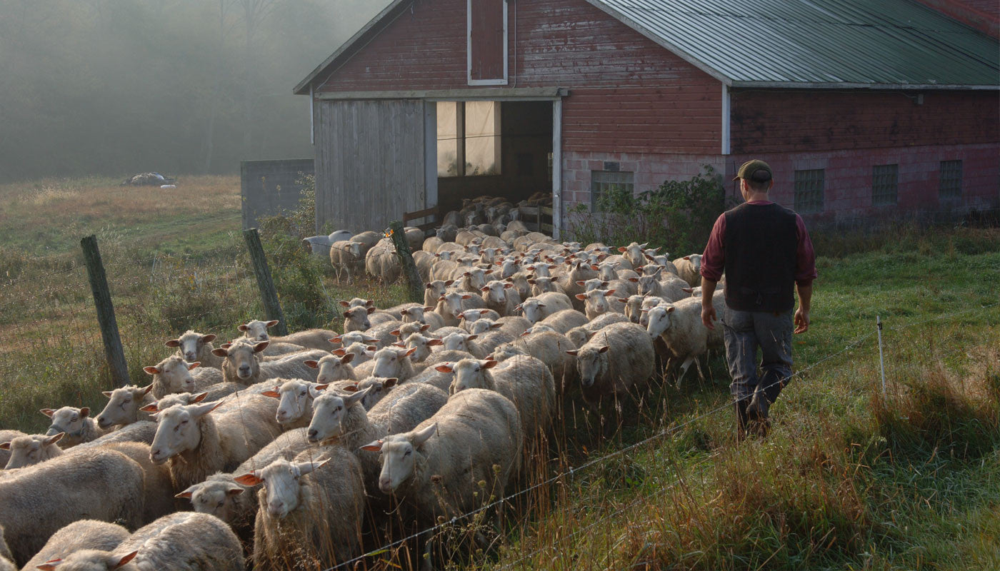 Vermont Shepherd